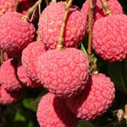Origins of the B3/Kwai Mai Pink Lychee - Pinnacle Hill Lychees